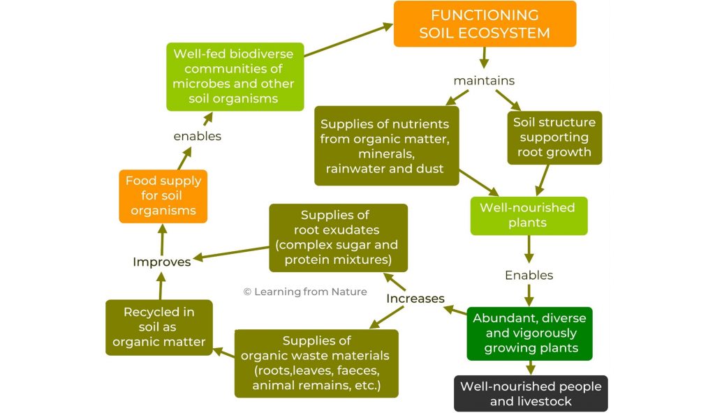 What is Healthy Soil and Why Does It Matter?